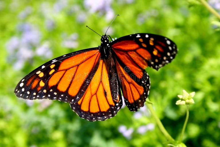1,032 Spreading Butterfly Wings Scroller Stock Photos - Free & Royalty ...