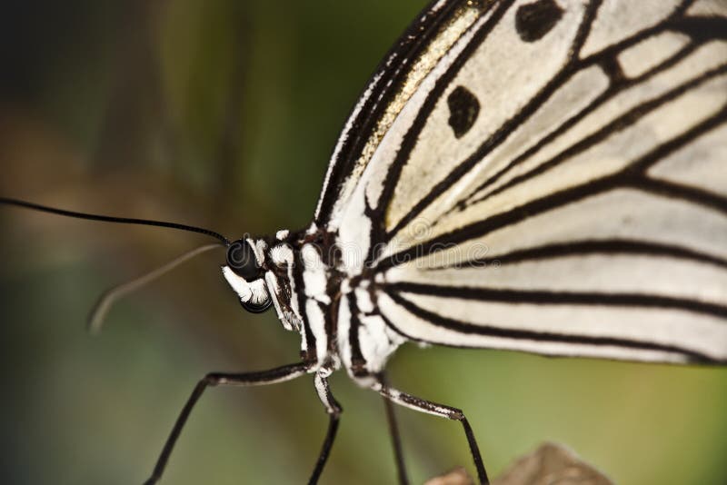 White monarch butterfly stock image. Image of flower - 17575985