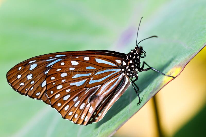 Monarch butterfly stock photo. Image of close, brown - 19255798