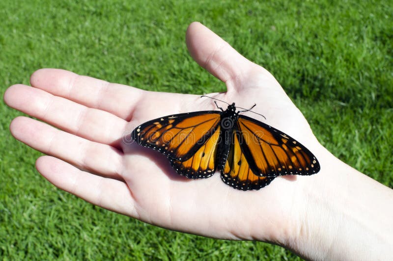 Butterfly holding in hand stock image. Image of colorful - 16310369