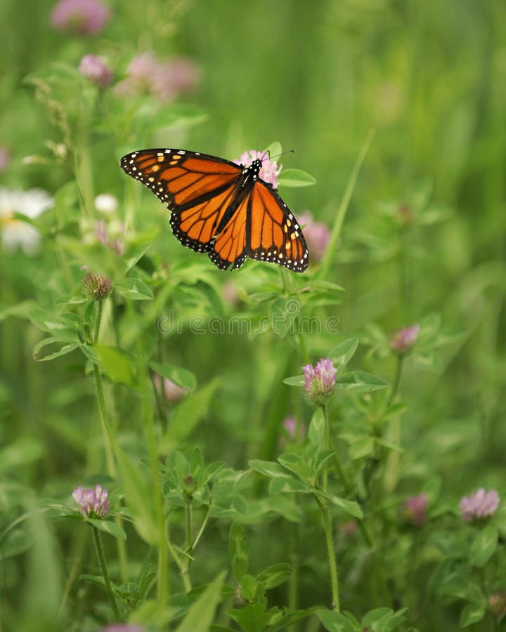 Monarch Butterfly stock photo. Image of color, butterfly - 3045730