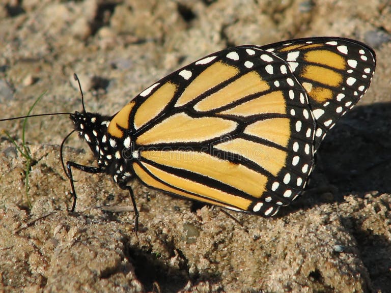 18,748 White Monarch Butterfly Stock Photos - Free & Royalty-Free Stock ...