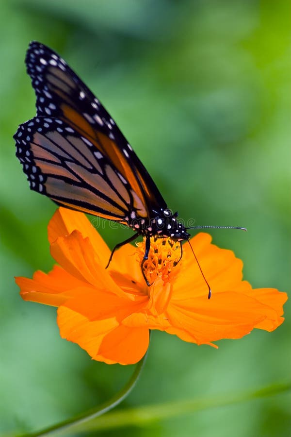 Monarch Butterfly stock photo. Image of colours, pollination - 6155860