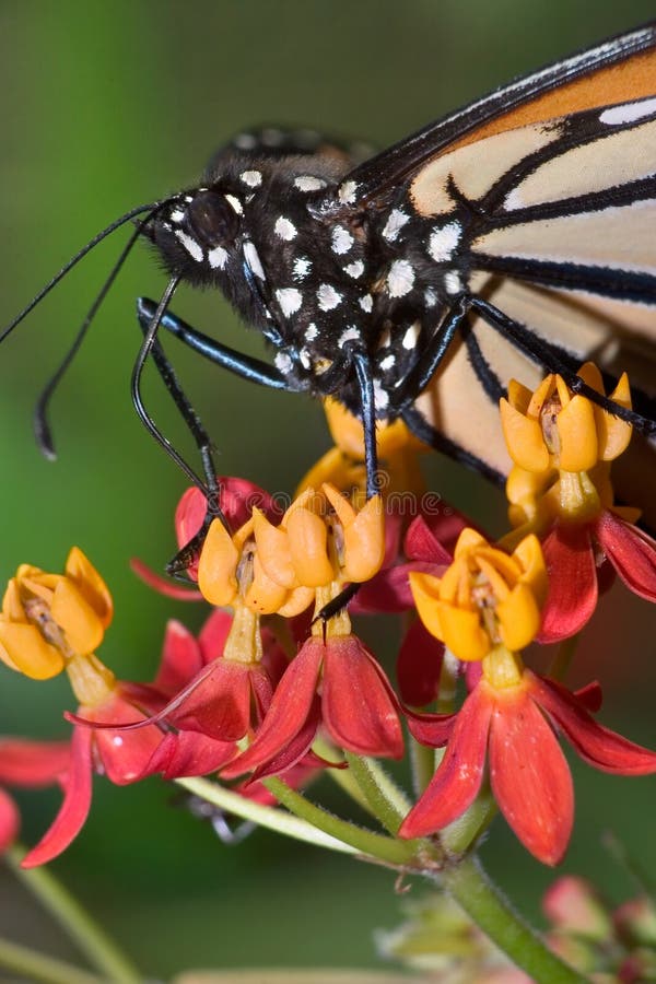 White monarch butterfly stock image. Image of flower - 17575985