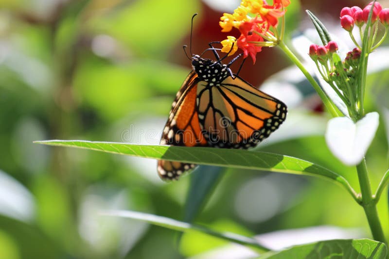 Monarch butterfly stock image. Image of plants, butterfly - 82212135