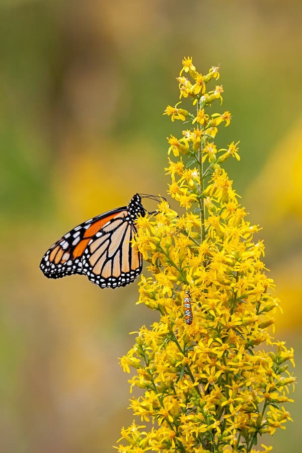 Monarch Butterfly and Ailanthus Webworm Moth on a Goldenrod Flower ...