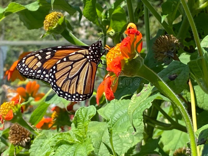 Monarch Butterfly in August in Summer Stock Image - Image of insect ...