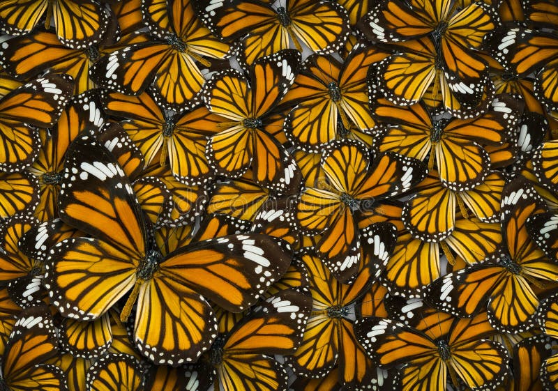 Monarch Butterfly Background Stock Photo - Image of common, serenity ...