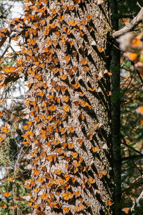 Monarch Butterfly Biosphere Reserve, Mexico Stock Photo - Image of ...