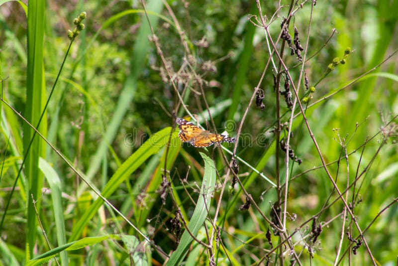 Monarch Butterfly on Blade of Grass in Field Stock Photo - Image of ...