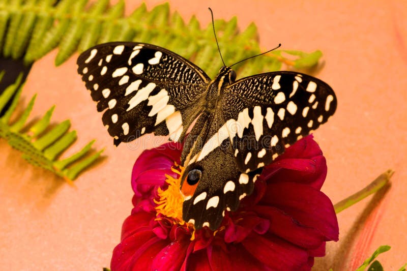A Monarch Butterfly Blending in Perfectly. Stock Image - Image of macro ...