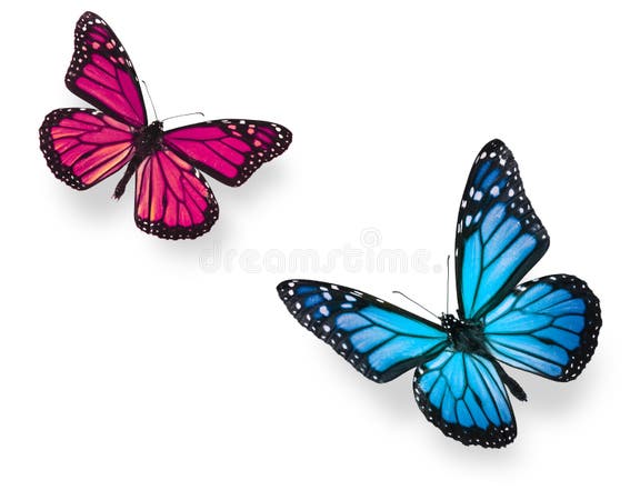 Monarch Butterfly Blue and Pink Stock Photo - Image of fragile ...