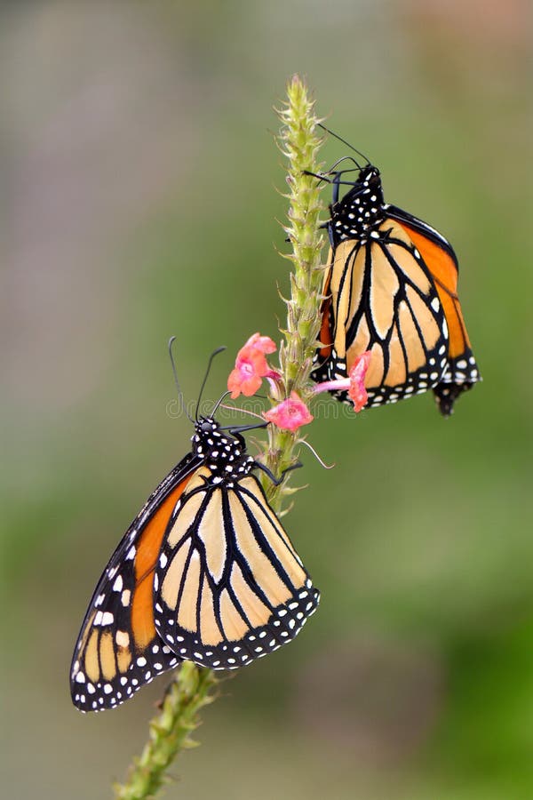 Butterfly Photography Tumblr