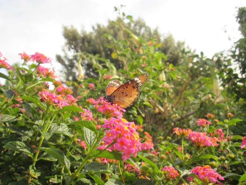 Monarch Butterfly. stock photo. Image of colorful, brown - 74172862