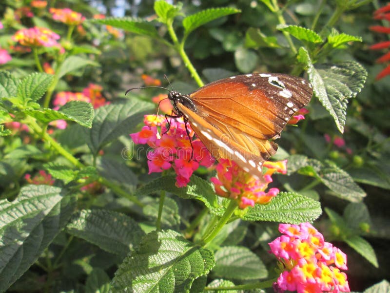 Monarch Butterfly. stock image. Image of feeding, colourful - 74174371