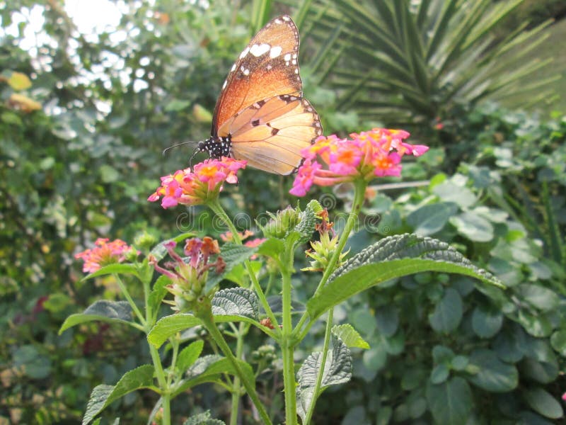 Monarch Butterfly. stock image. Image of black, beautiful - 74709251