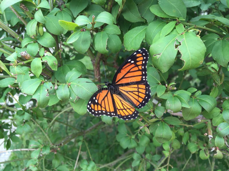 Monarch stock image. Image of insect, beautiful, nature - 107206885