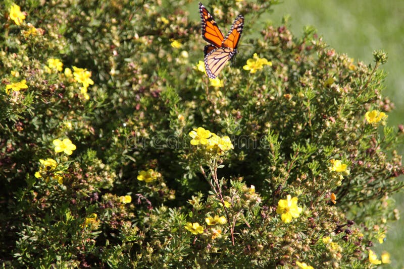 Monarch butterfly stock photo. Image of beauty, orange - 93695376