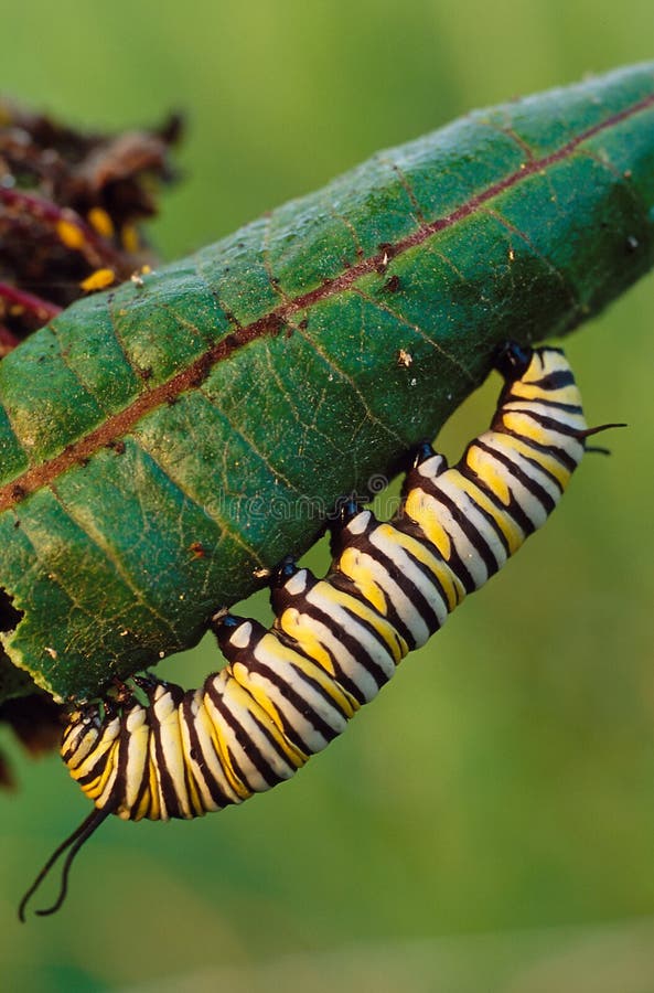 4+ Monarch butterfly caterpillars Free Stock Photos - StockFreeImages
