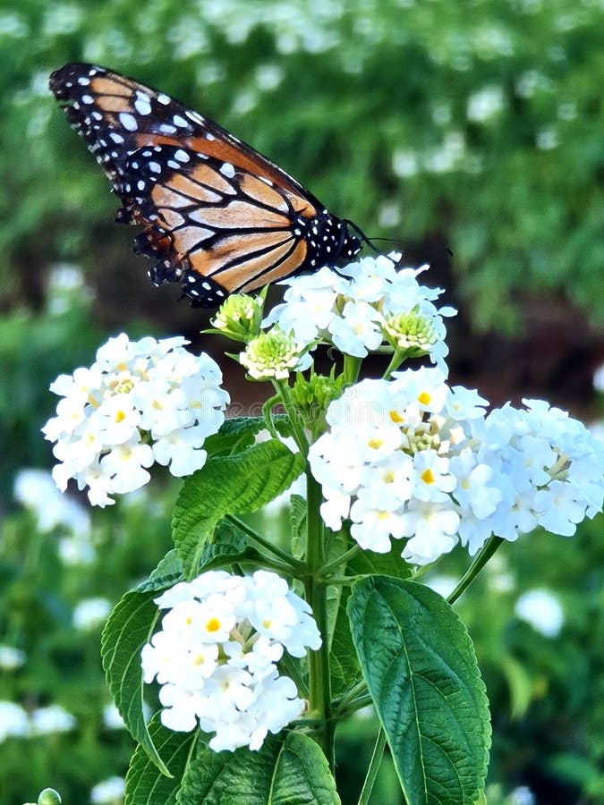 Monarch Butterfly on a Cluster of White Lantana. Stock Photo - Image of ...