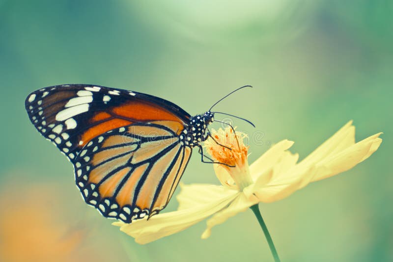 Yellow Butterfly Flying stock photo. Image of rebirth - 25149314 Yellow Butterfly Flying stock photo. Image of rebirth - 25149314