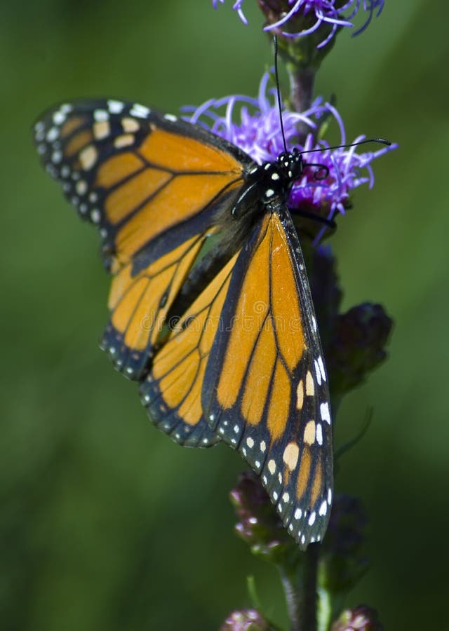 Monarch Butterfly (Danaus Plexippus) - Side View Stock Photo - Image of ...