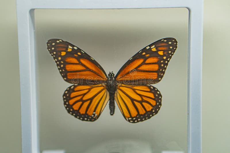 A Monarch Butterfly is Displayed within a Clear, Acrylic Case the ...