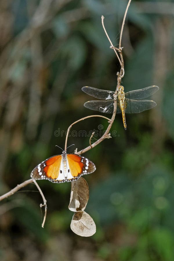 Monarch Butterfly and Dragonfly on a Twig Stock Image - Image of yellow ...