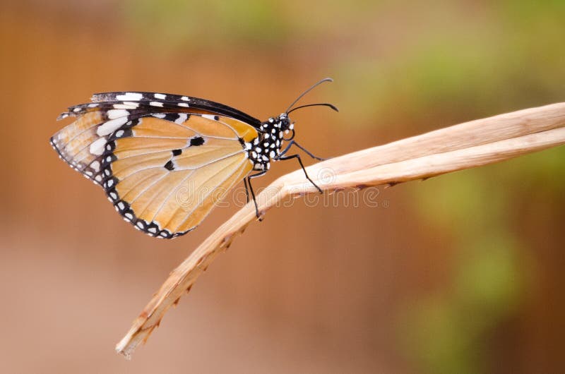 Monarch butterfly stock photo. Image of park, monarch - 155303720