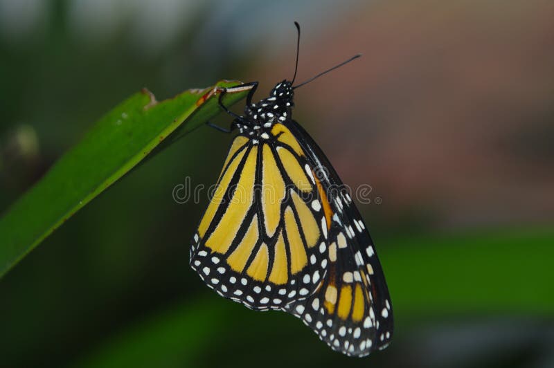 Monarch butterfly stock image. Image of hatch, butterfly - 43330233