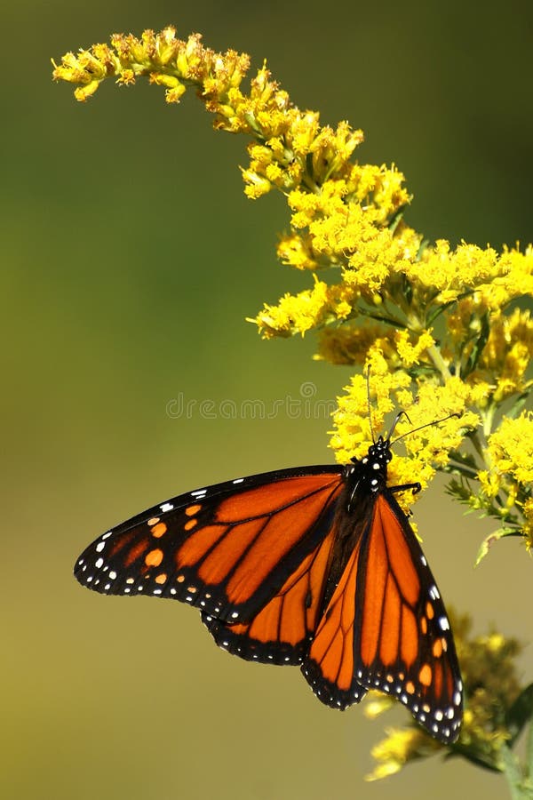 Beautiful longhorn bull stock photo. Image of field, lifestyle - 71893074