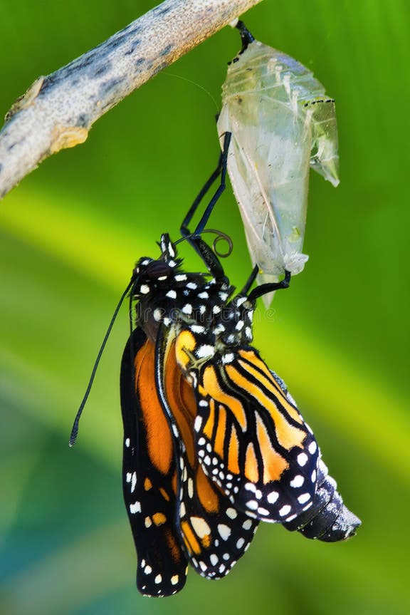Monarch Butterfly Emerging from Its Chrysalis. Stock Photo - Image of ...
