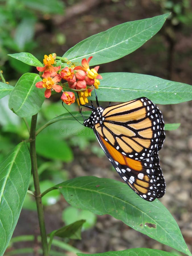 Monarch butterfly stock image. Image of wildlife, feeding - 47504663