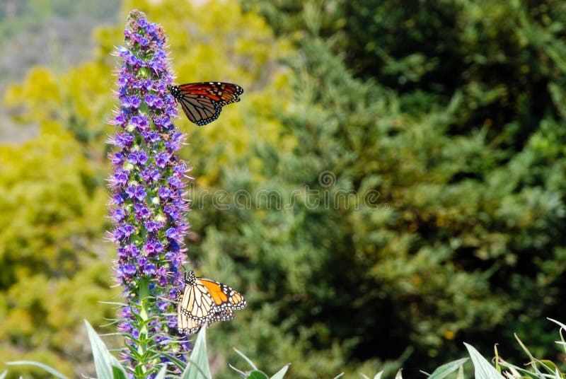 Monarch butterfly stock image. Image of lavender, flower - 161865723