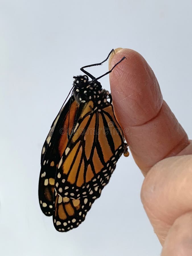 Monarch Butterfly on Finger Stock Photo - Image of indoors ...