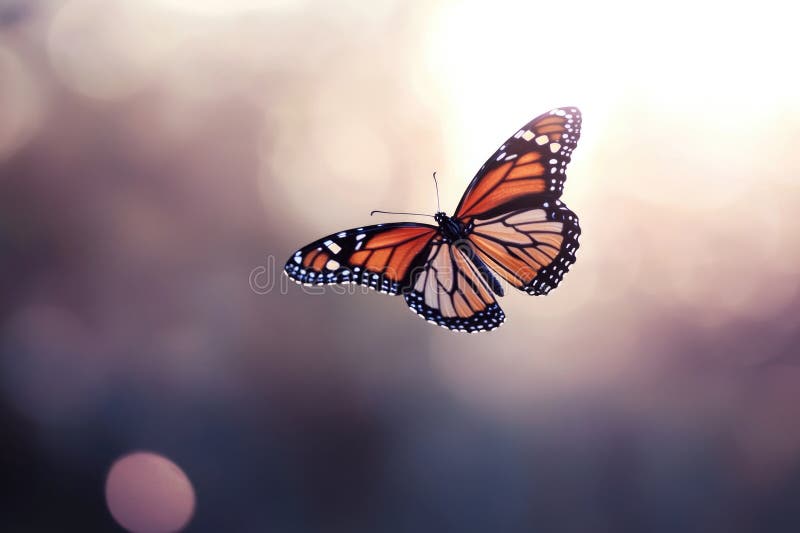 A Monarch Butterfly in Flight, Wings Spread Wide Stock Photo - Image of ...