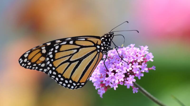Monarch Butterfly on Flower Stock Image - Image of beautiful, flowers ...