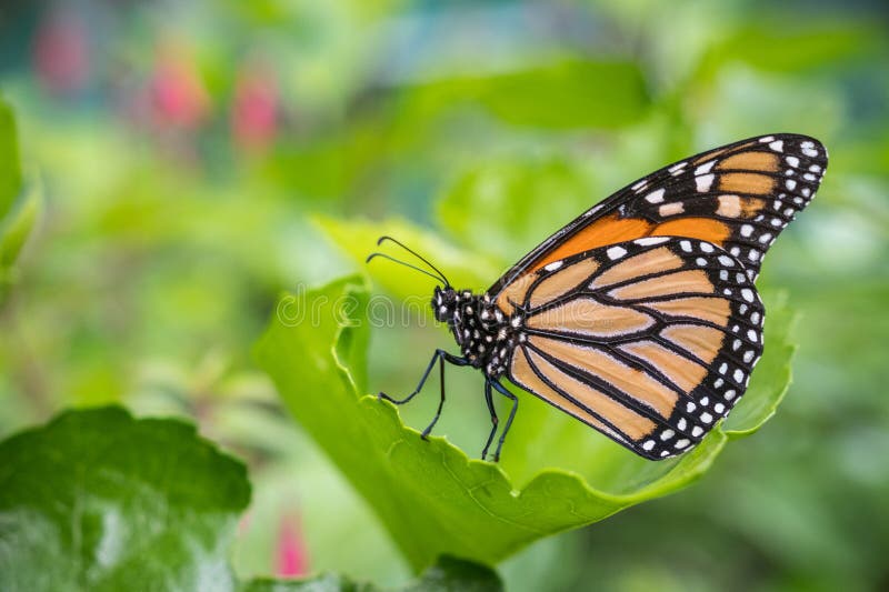 Monarch Butterfly in Garden Stock Photo - Image of wings, selective ...