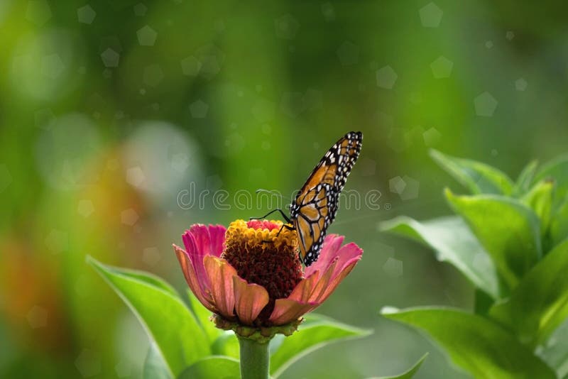 Monarch Butterfly in the Garden on Spring Stock Photo - Image of green ...