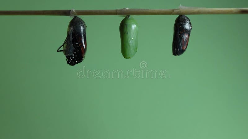 Monarch Butterfly Hatches from Chrysalis Fast Speed 650x on Light Green ...