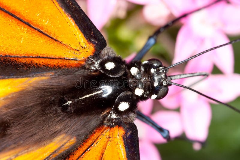 Monarch Butterfly Head and Thorax Closeup Stock Image - Image of nature ...