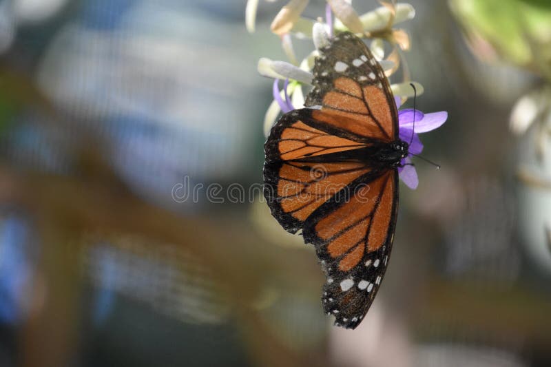 Monarch Butterfly with His Wings Spread Open Stock Photo - Image of ...