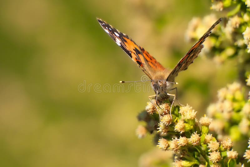 Half Monarch Butterfly Flower Stock Photos - Free & Royalty-Free Stock ...