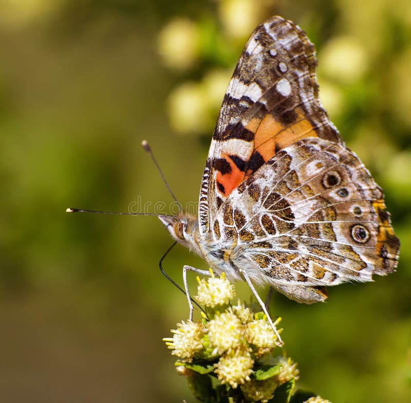 Half Monarch Butterfly Flower Stock Photos - Free & Royalty-Free Stock ...