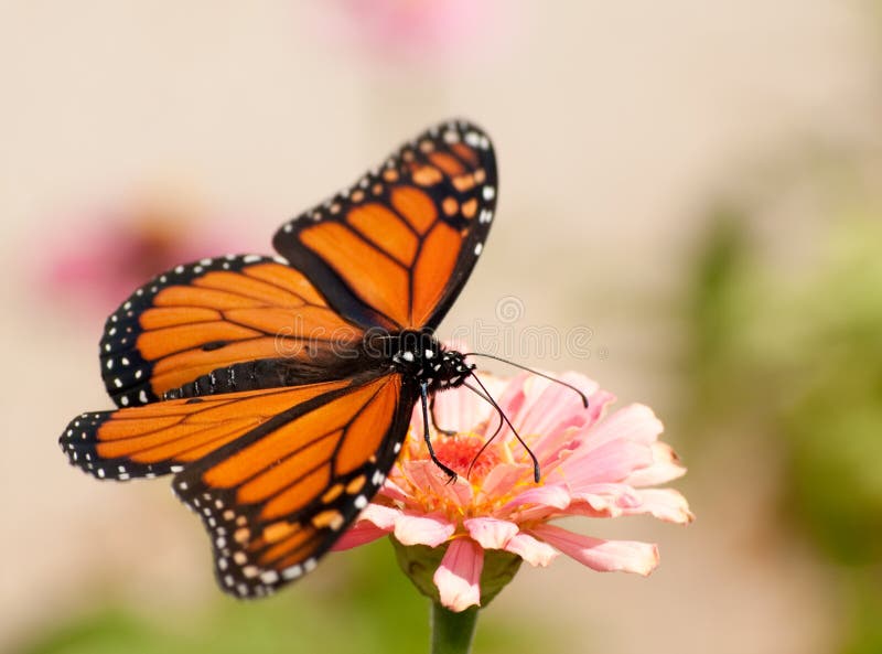 Monarch Butterfly with Its Wings Wide Open Stock Photo - Image of light ...
