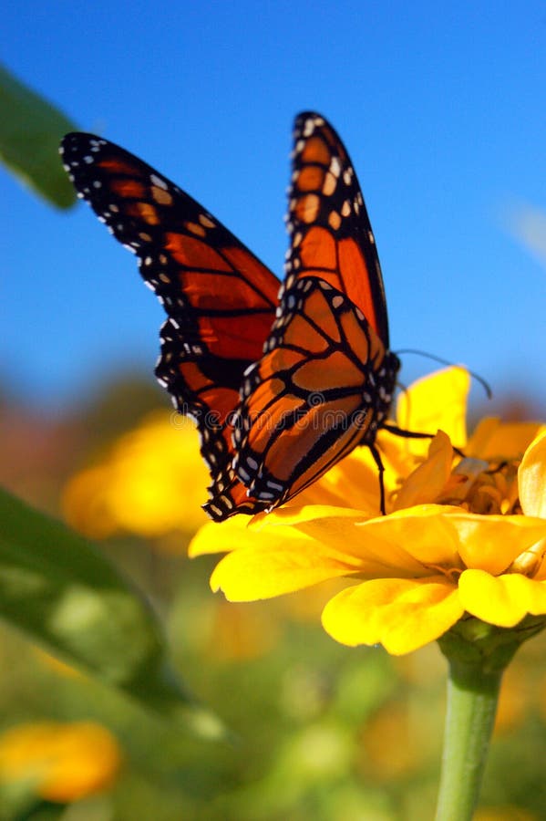 Monarch Butterfly Landing