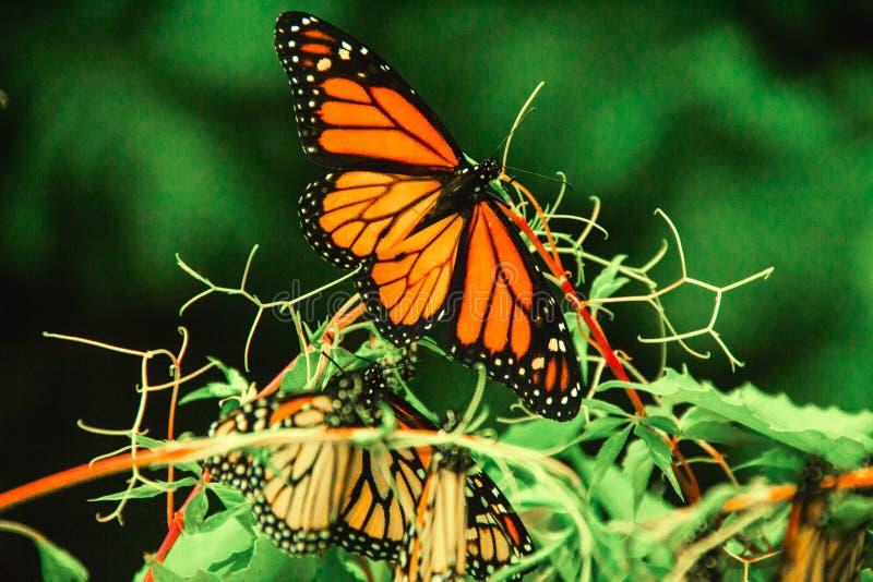 Monarch Butterfly in Michoacan Mexico Mexican Monarca Stock Image ...