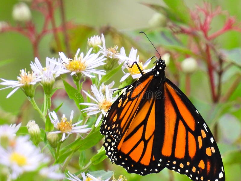 Brightly Colored Monarch Butterfly during Migration Stock Photo - Image ...