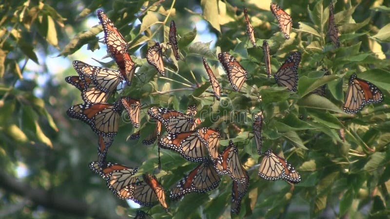 Cluster of Monarchs on Tree Limb of Fir Forest in Mexico Stock Footage ...