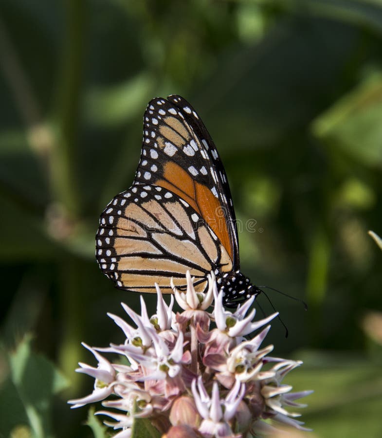 Monarch Butterfly stock photo. Image of spotted, flower - 65152438